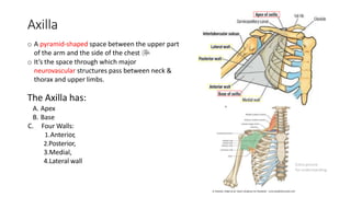 6-Pectoral Region and Axilla pdf.pptx hj | PPT