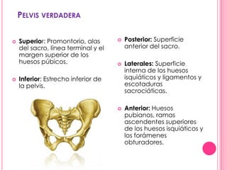 6. pelvis normal | PPTX