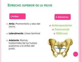 6. pelvis normal | PPTX