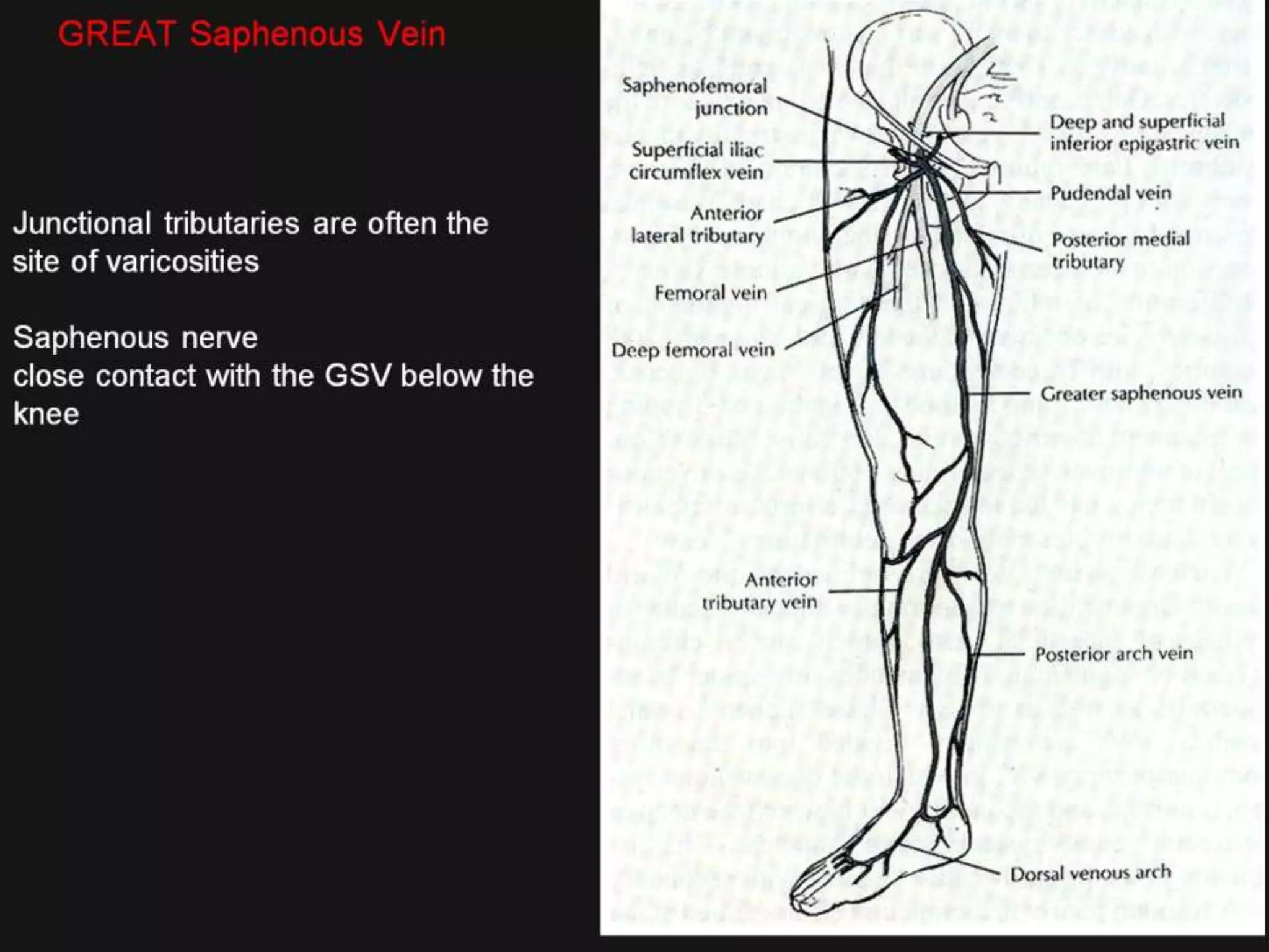 6 peripheral venous duplex superfiscial venous system in lower limb ...