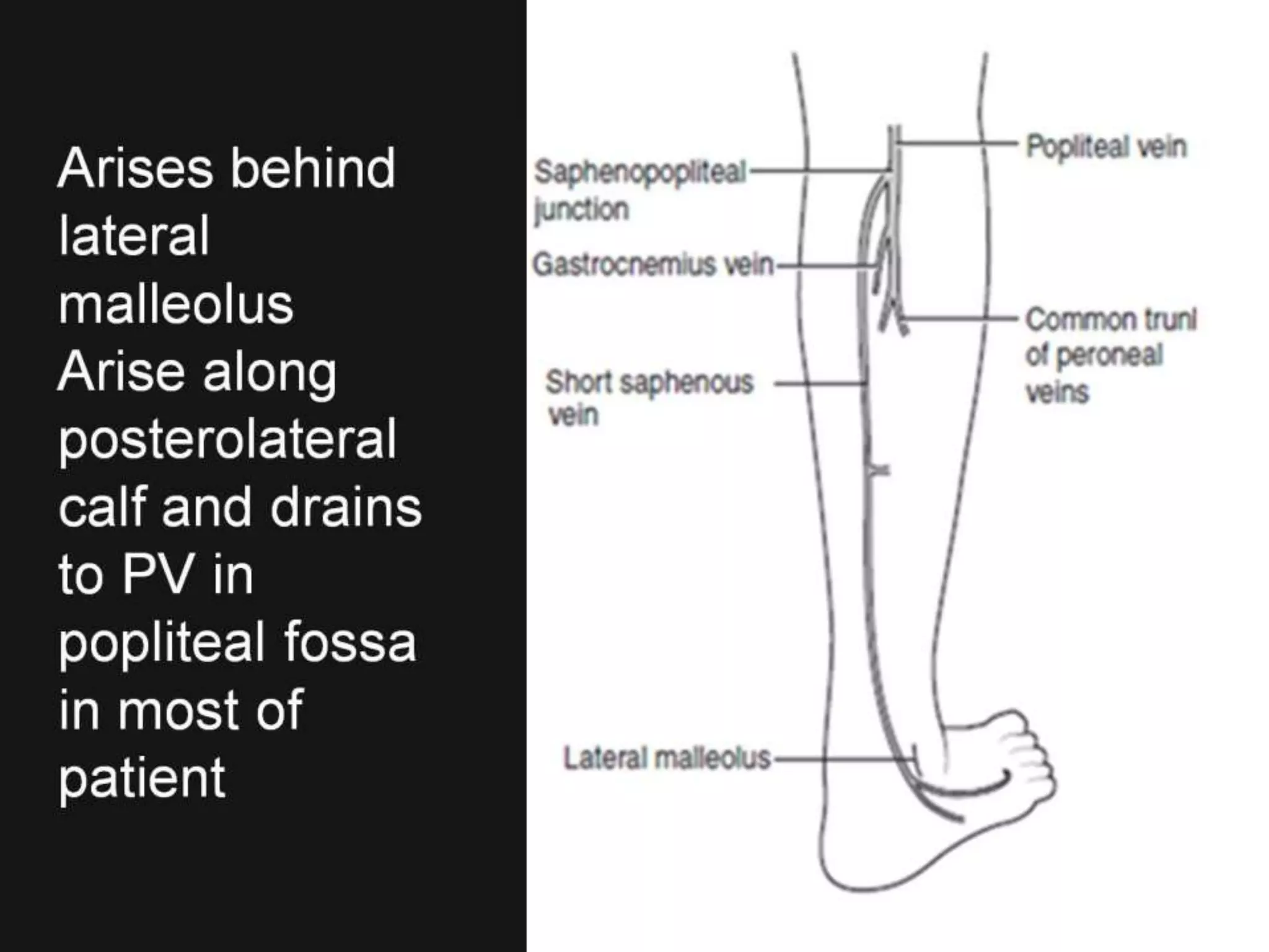 6 peripheral venous duplex superfiscial venous system in lower limb ...