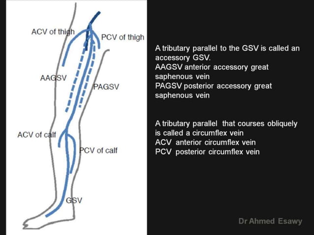 6 peripheral venous duplex superfiscial venous system in lower limb ...