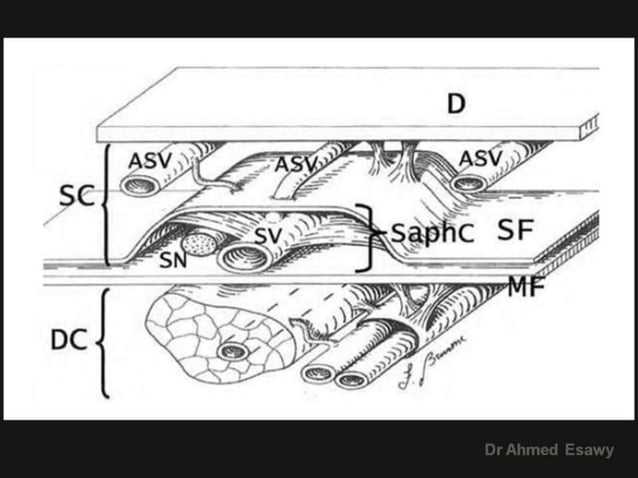 6 peripheral venous duplex superfiscial venous system in lower limb ...
