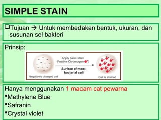 6-pewarnaan-bakteri gram positif dan negatif | PPT