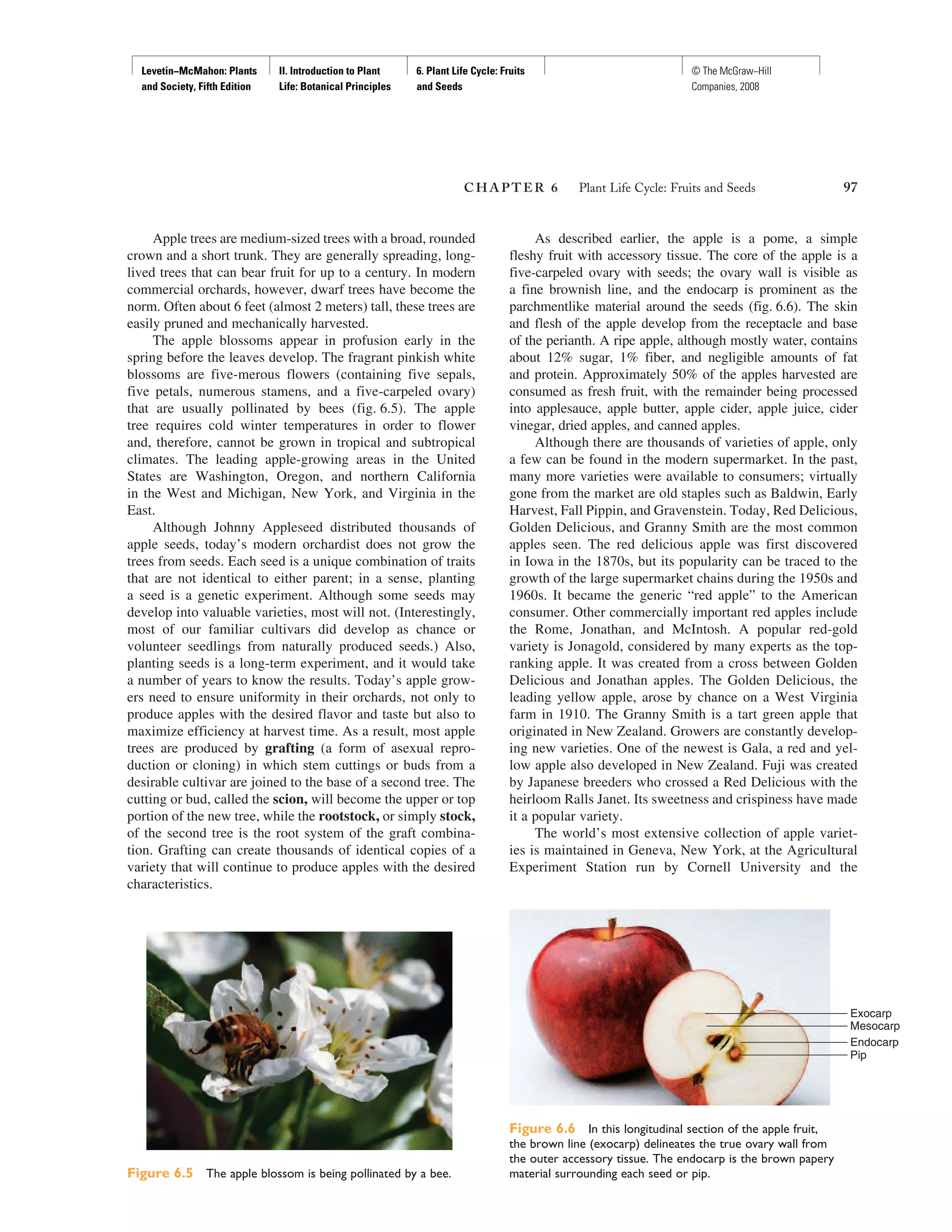 6. plant life cycle fruits and seeds | PDF