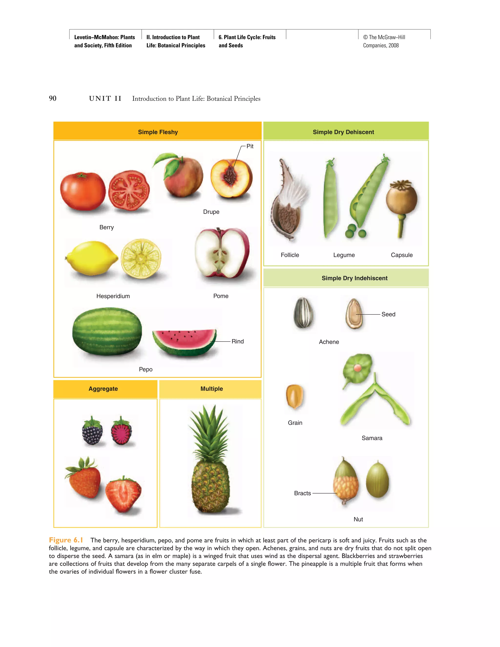 6. plant life cycle fruits and seeds | PDF