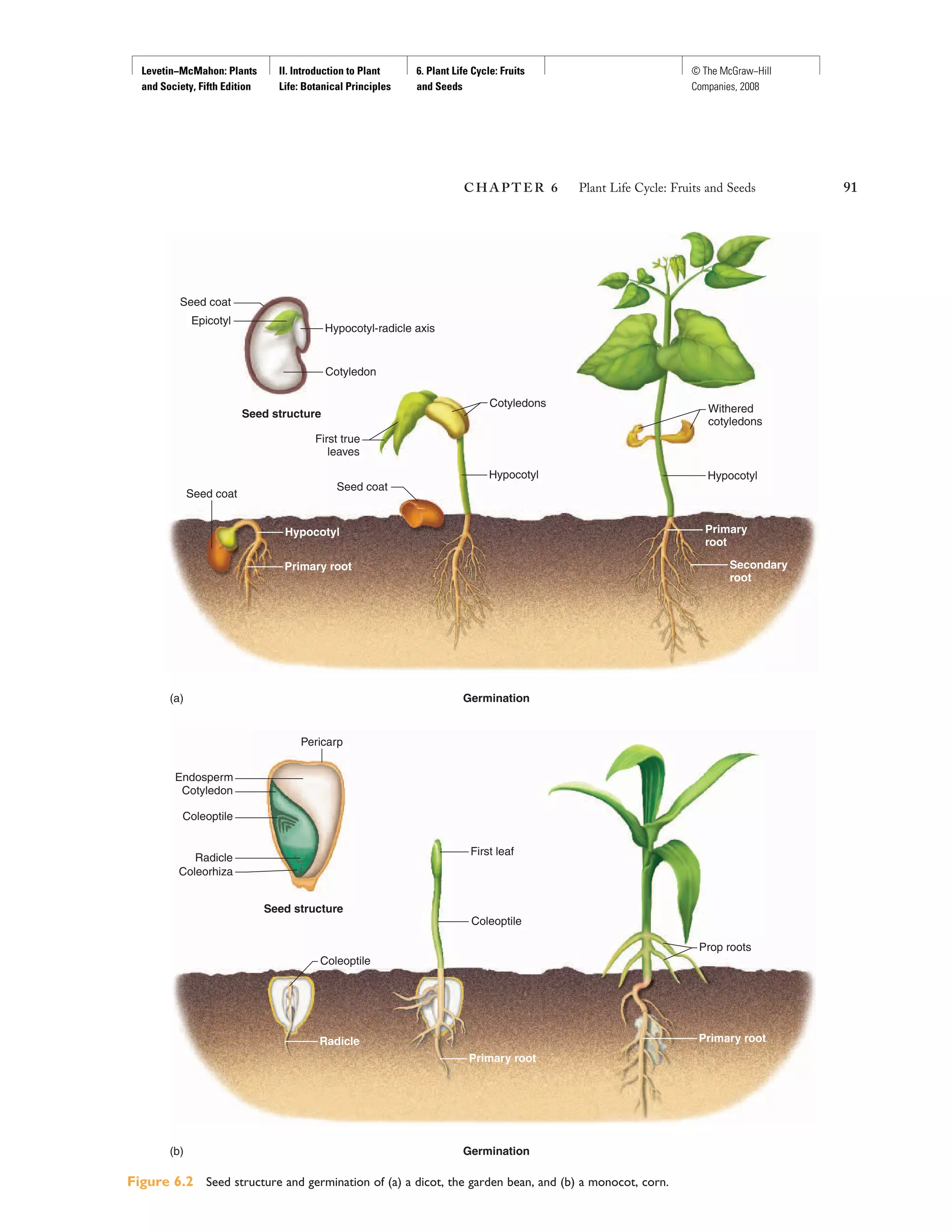6. plant life cycle fruits and seeds | PDF