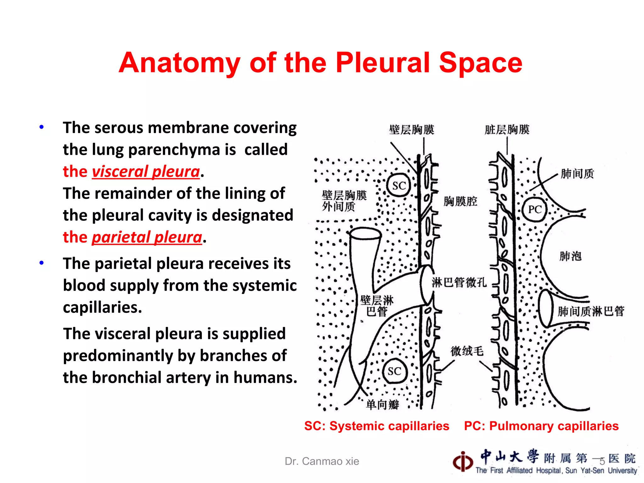6.Pleural Effusions | PPT