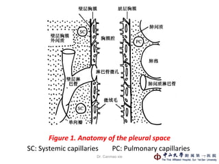 6.Pleural Effusions | PPT