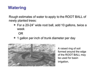 6 Post Planting Care | PPT