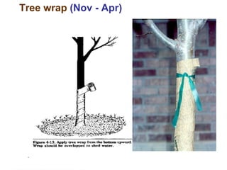 6 Post Planting Care | PPT