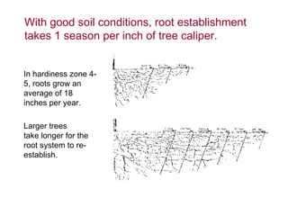 6 Post Planting Care | PPT