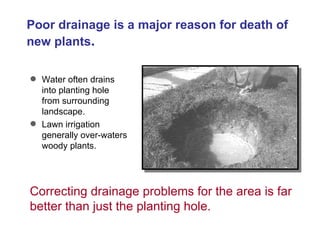 6 Post Planting Care | PPT