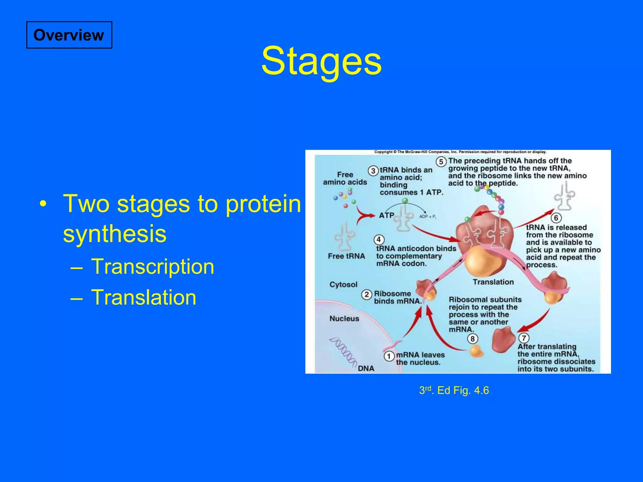 6 - Protein Synthesis and Tracking | PPT