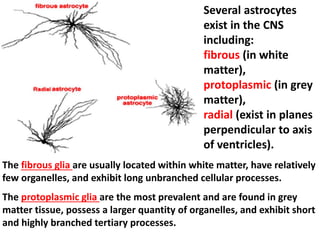 Protoplasmic Astrocytoma: Definition, Molecular Pathogenesis and New ...