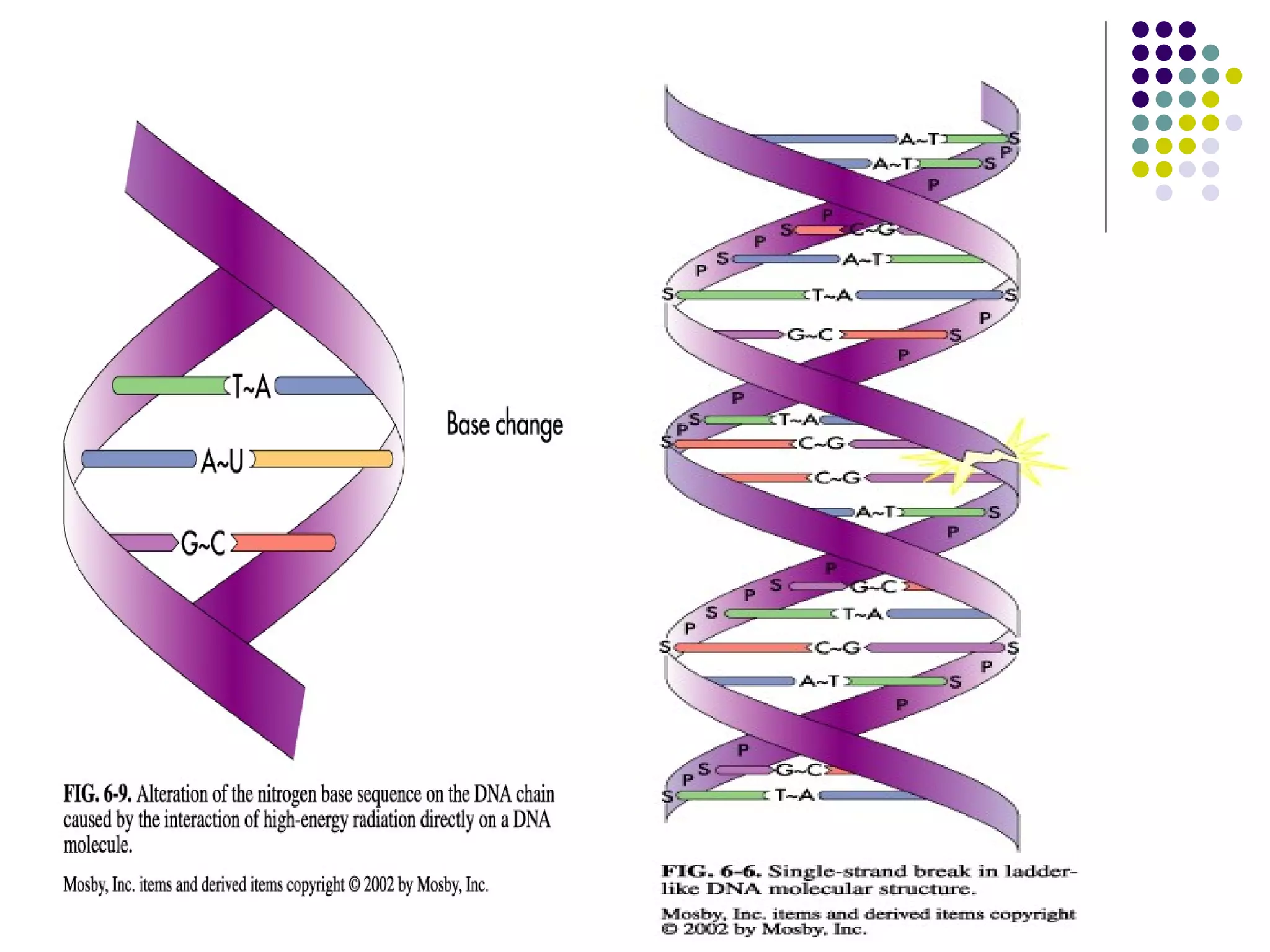 Radiobiology | PPT