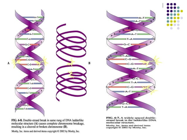 Radiobiology | PPT | Physics | Science