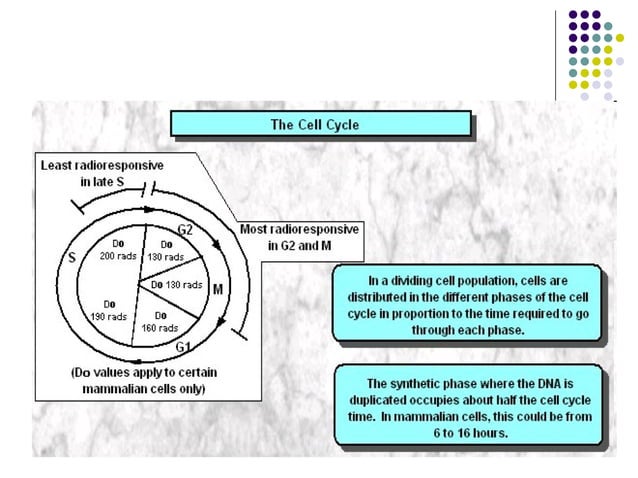 Radiobiology | PPT | Physics | Science