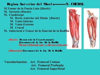 Regiones musculares del miembro inferior fichas finales | PPT