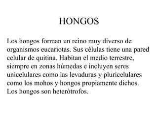 reino hongos o fungi | PPT
