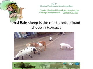 Some hematological and biochemical parameters of Arsi Bale sheep ...
