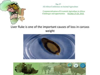Some hematological and biochemical parameters of Arsi Bale sheep ...