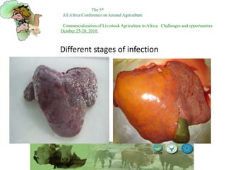 Some hematological and biochemical parameters of Arsi Bale sheep ...
