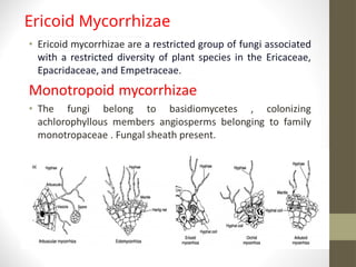 Mycorrhiza: Introduction Classification and Importance | PPT