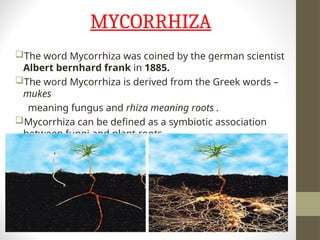 Mycorrhiza: Introduction Classification and Importance | PPT