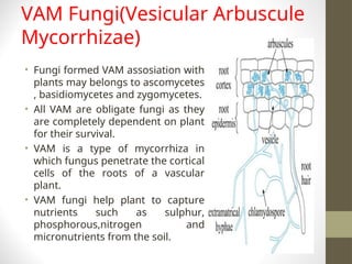 Mycorrhiza: Introduction Classification and Importance | PPT