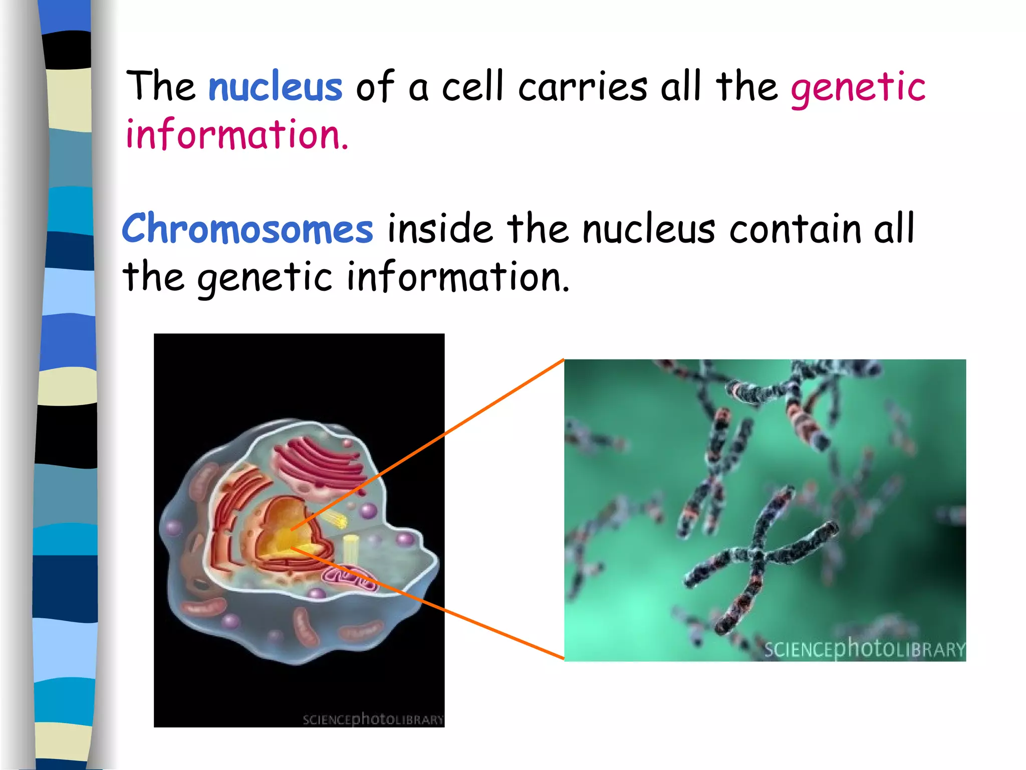6 Sex Cells And Fertilisation Ppt