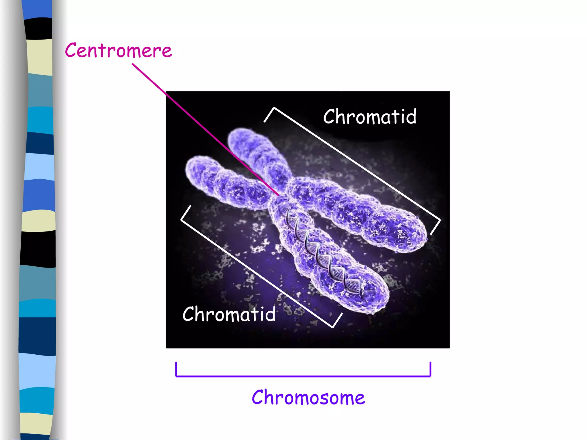6 Sex Cells And Fertilisation Ppt