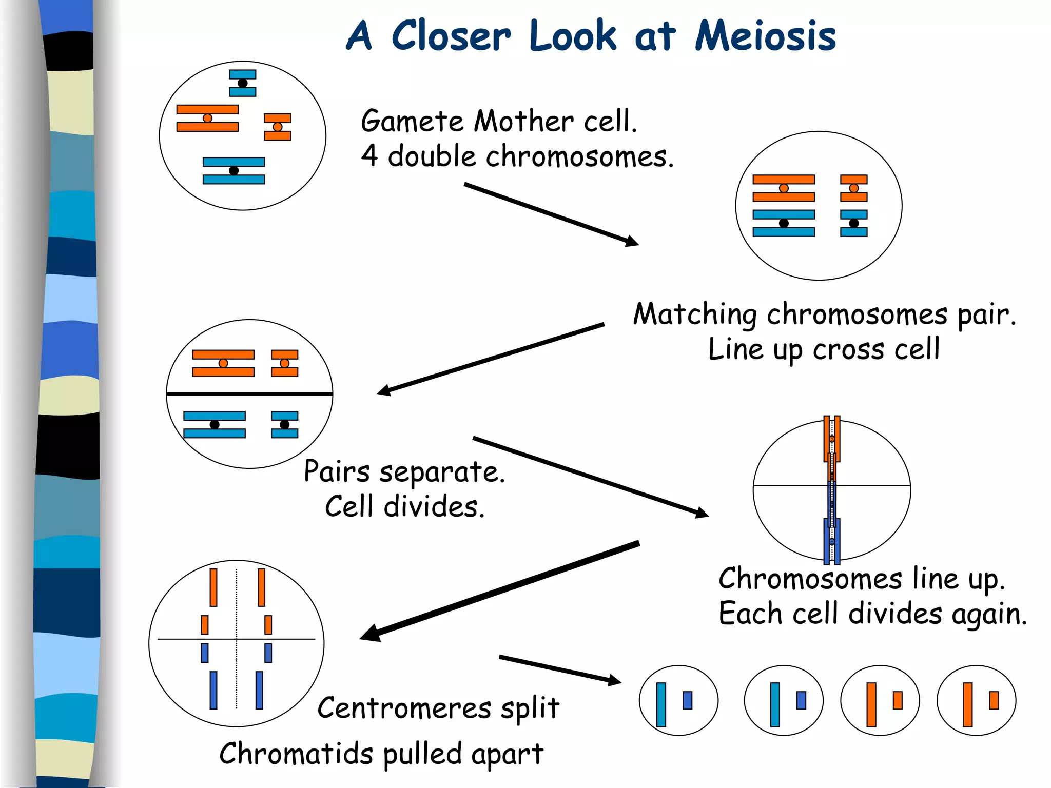 6. Sex Cells & Fertilisation | PPT