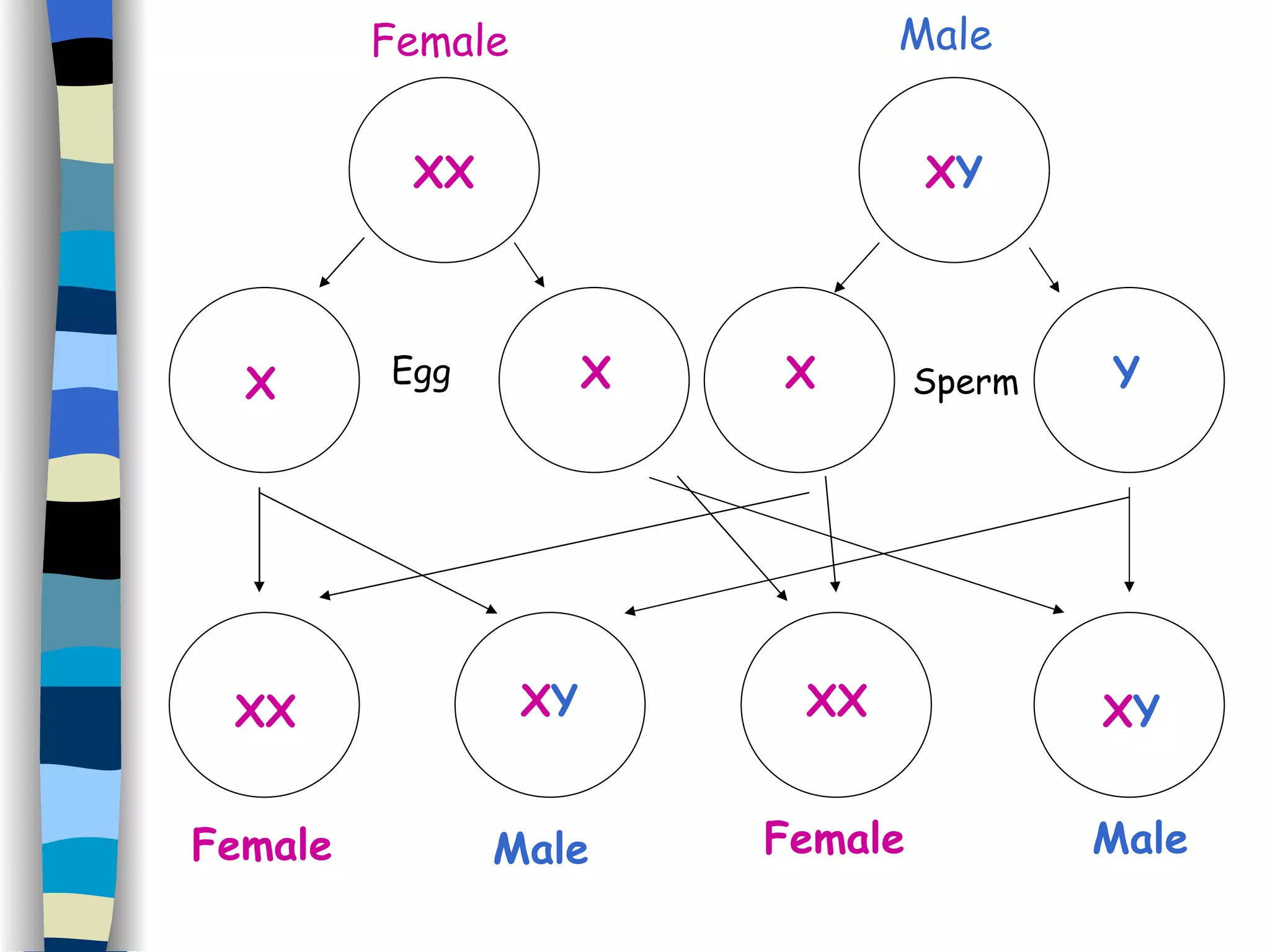 6 Sex Cells And Fertilisation Ppt