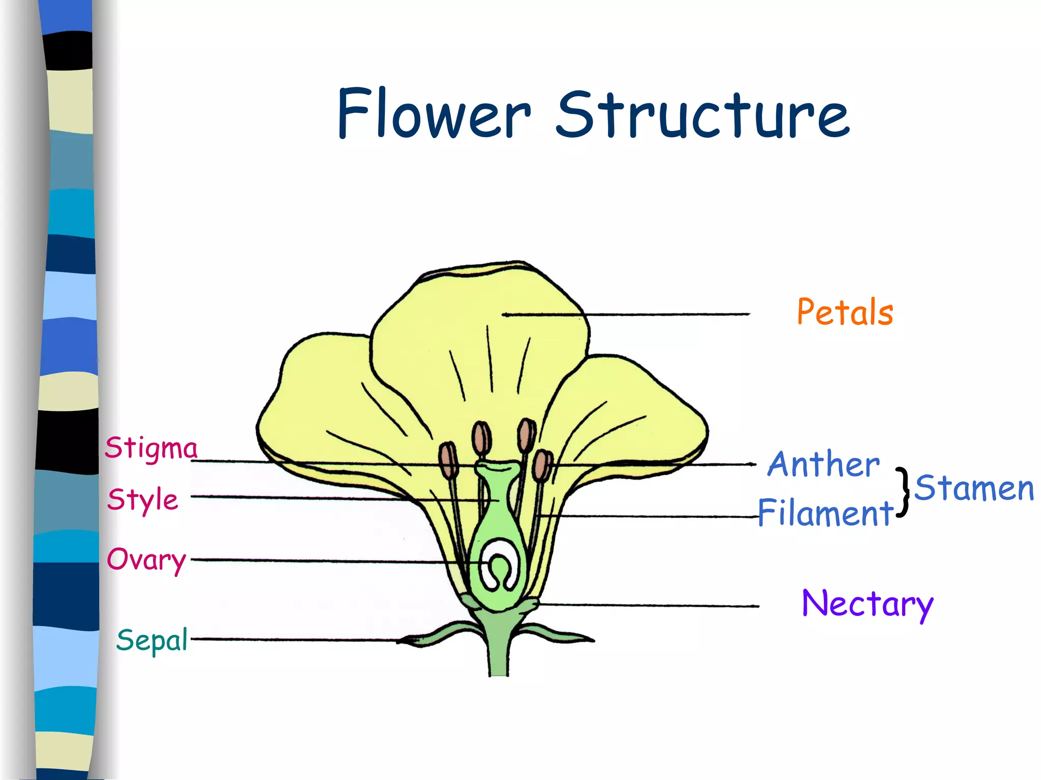 6 Sex Cells And Fertilisation Ppt