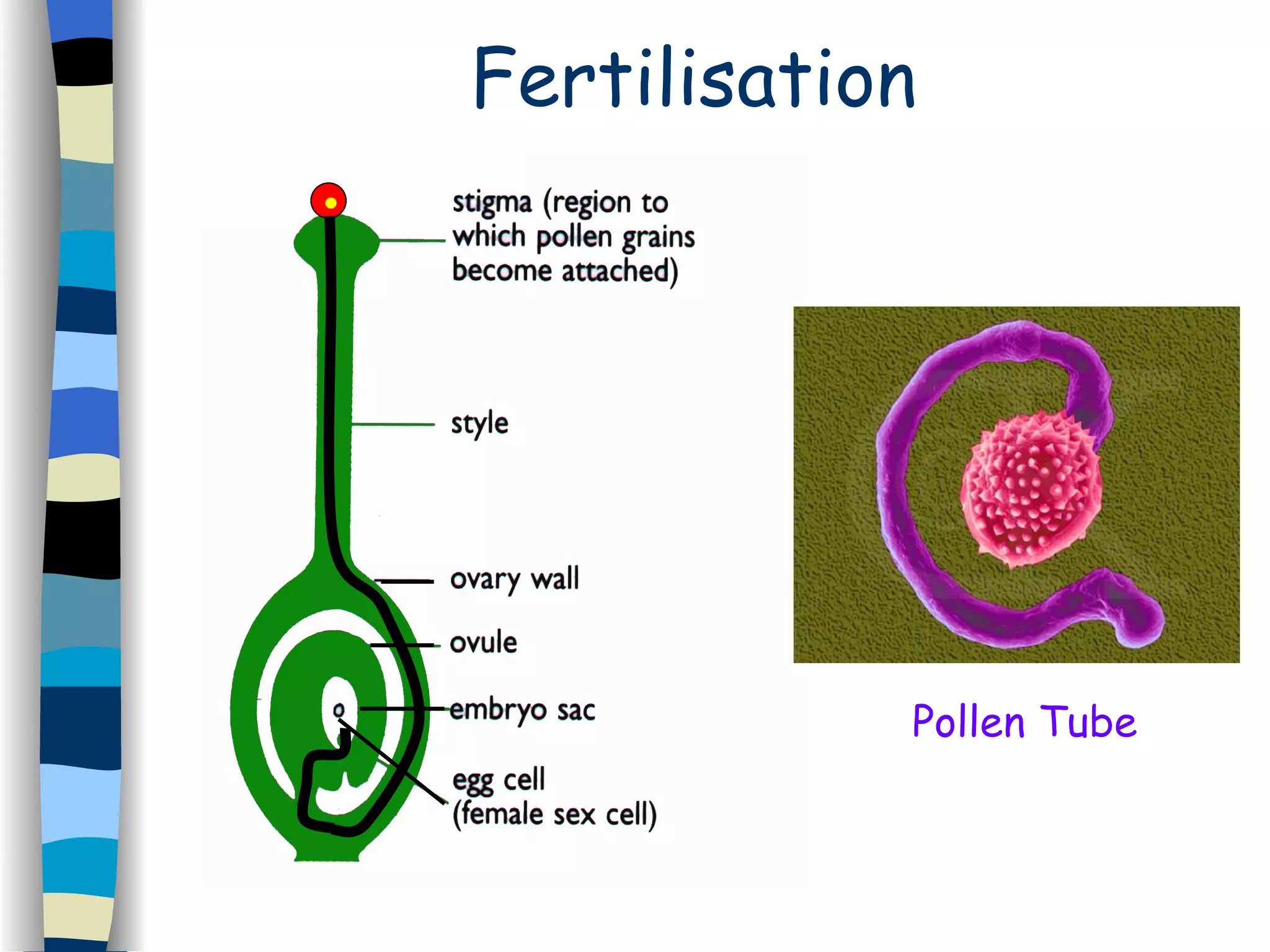 6 Sex Cells And Fertilisation Ppt