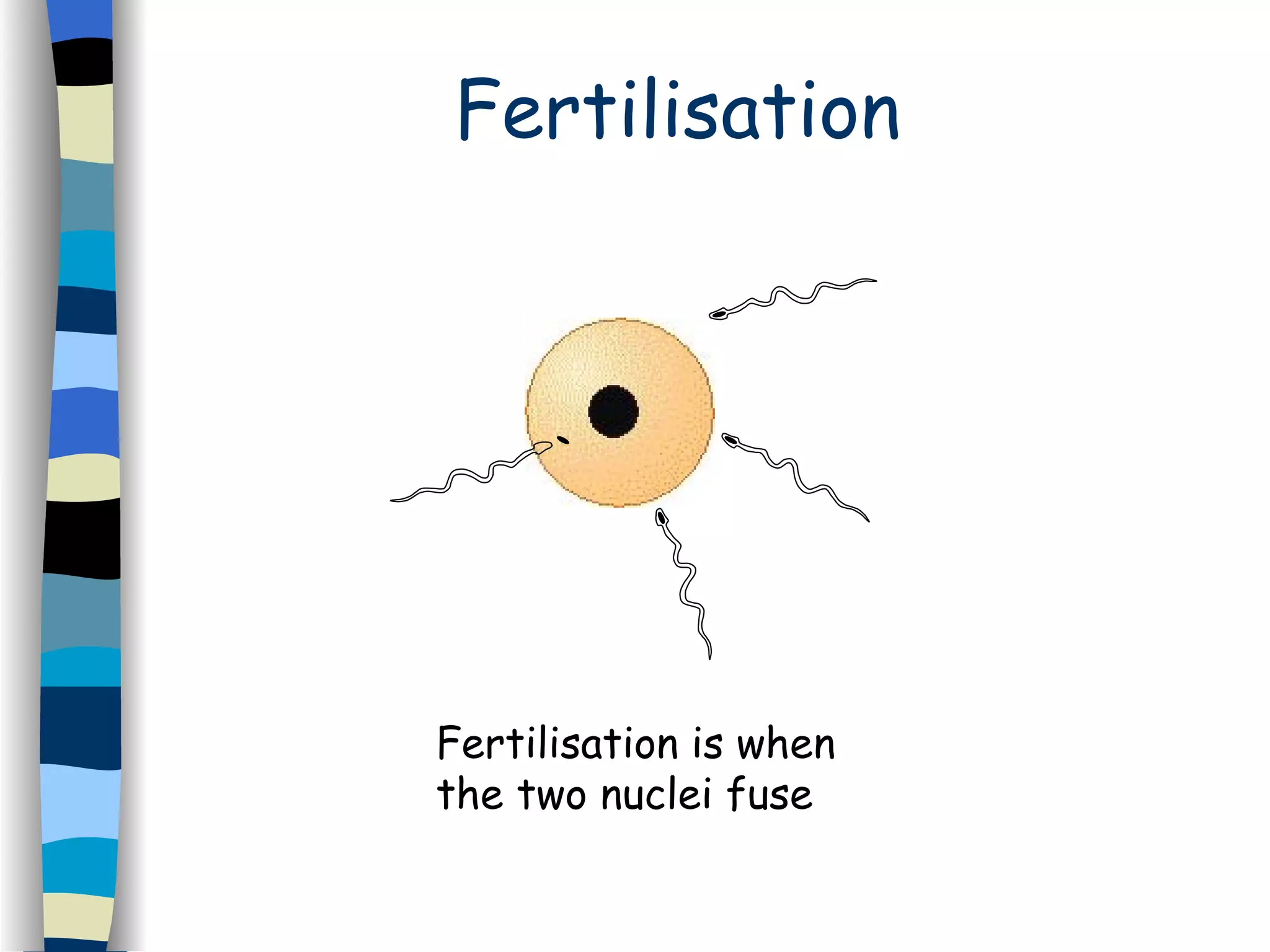 6. Sex Cells & Fertilisation | PPT