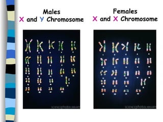 6. Sex Cells & Fertilisation | PPT