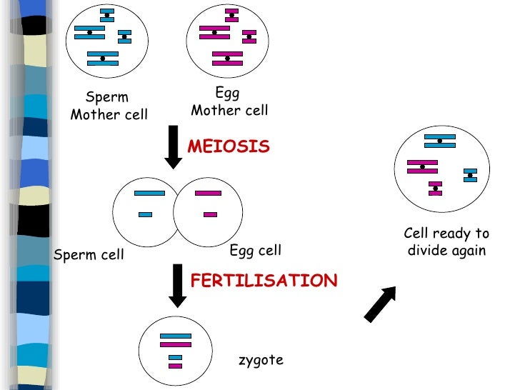 6 Sex Cells And Fertilisation