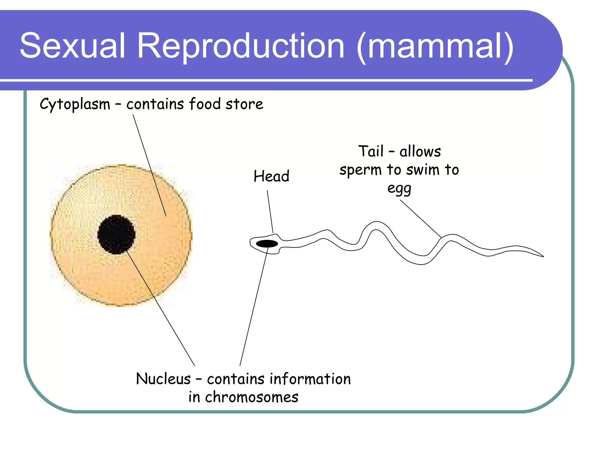X Cells And Fertilisation Ppt