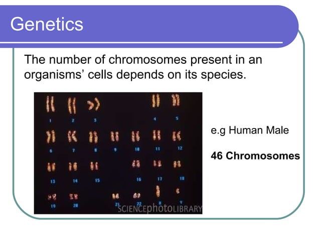 X Cells And Fertilisation Ppt Free Download