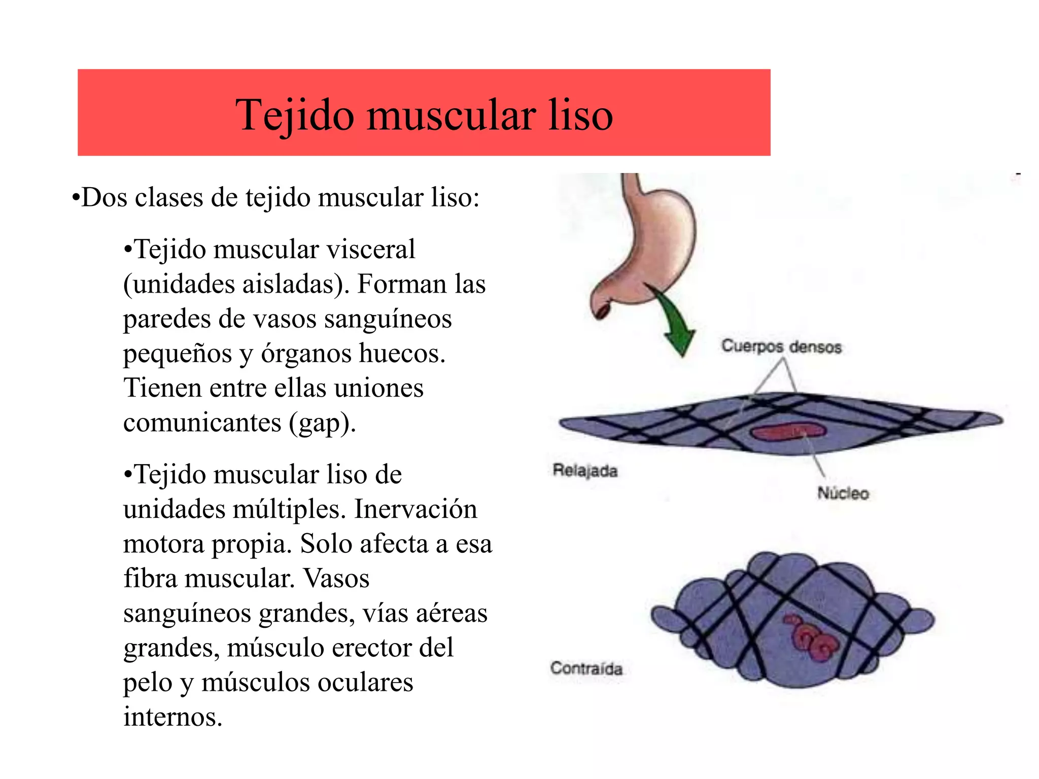 SISTEMA MUSCULAR | PPT