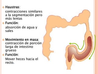 ANATO/FISIO sistema digestivo | PPTX