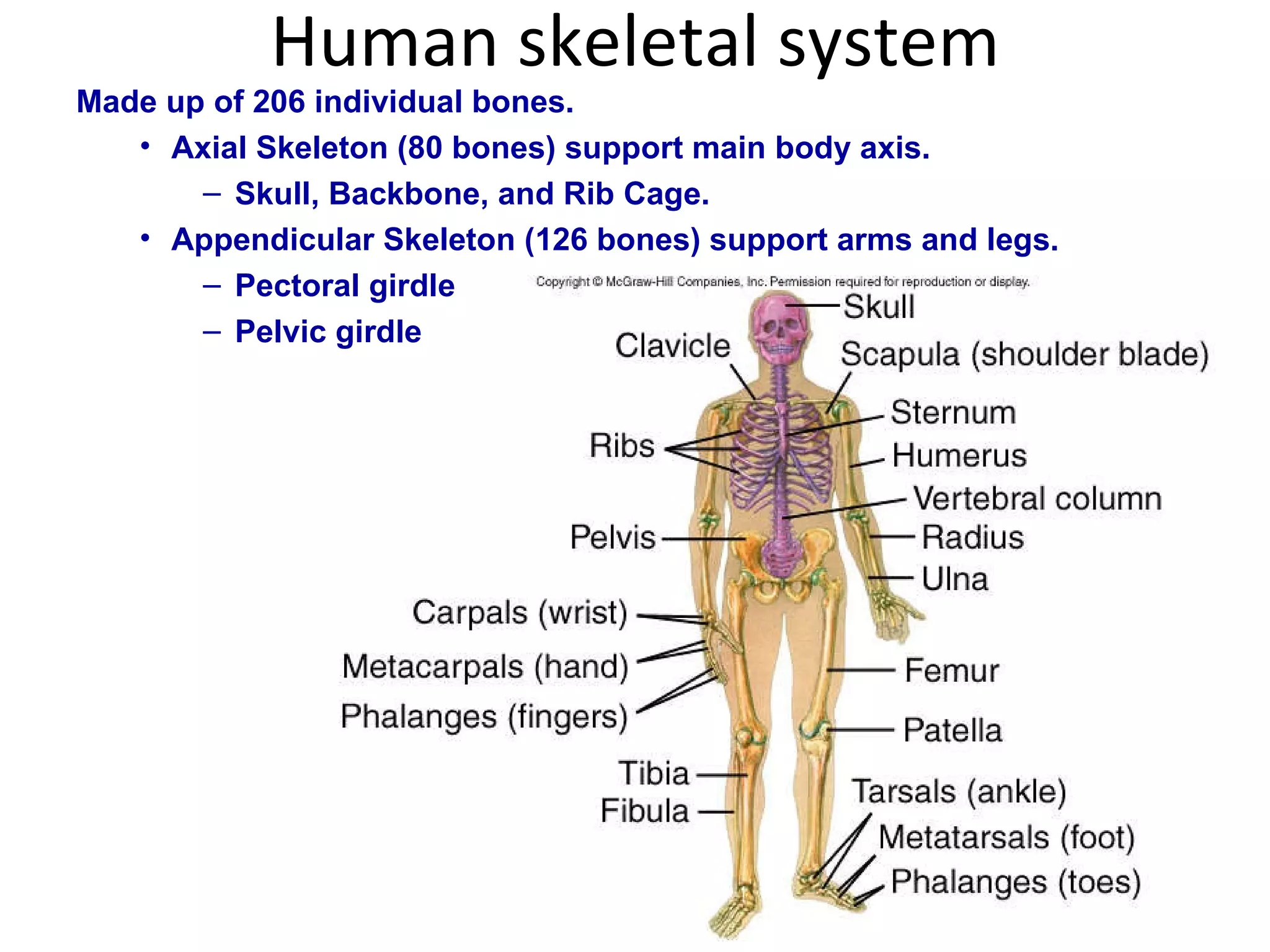 6. skeletal system | PPT