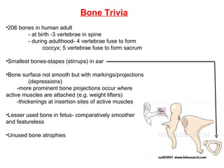 6. skeletal system | PPT