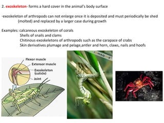 6. skeletal system | PPT