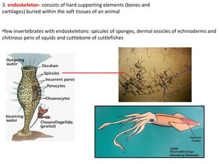 6. skeletal system | PPT