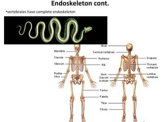 6. skeletal system | PPT