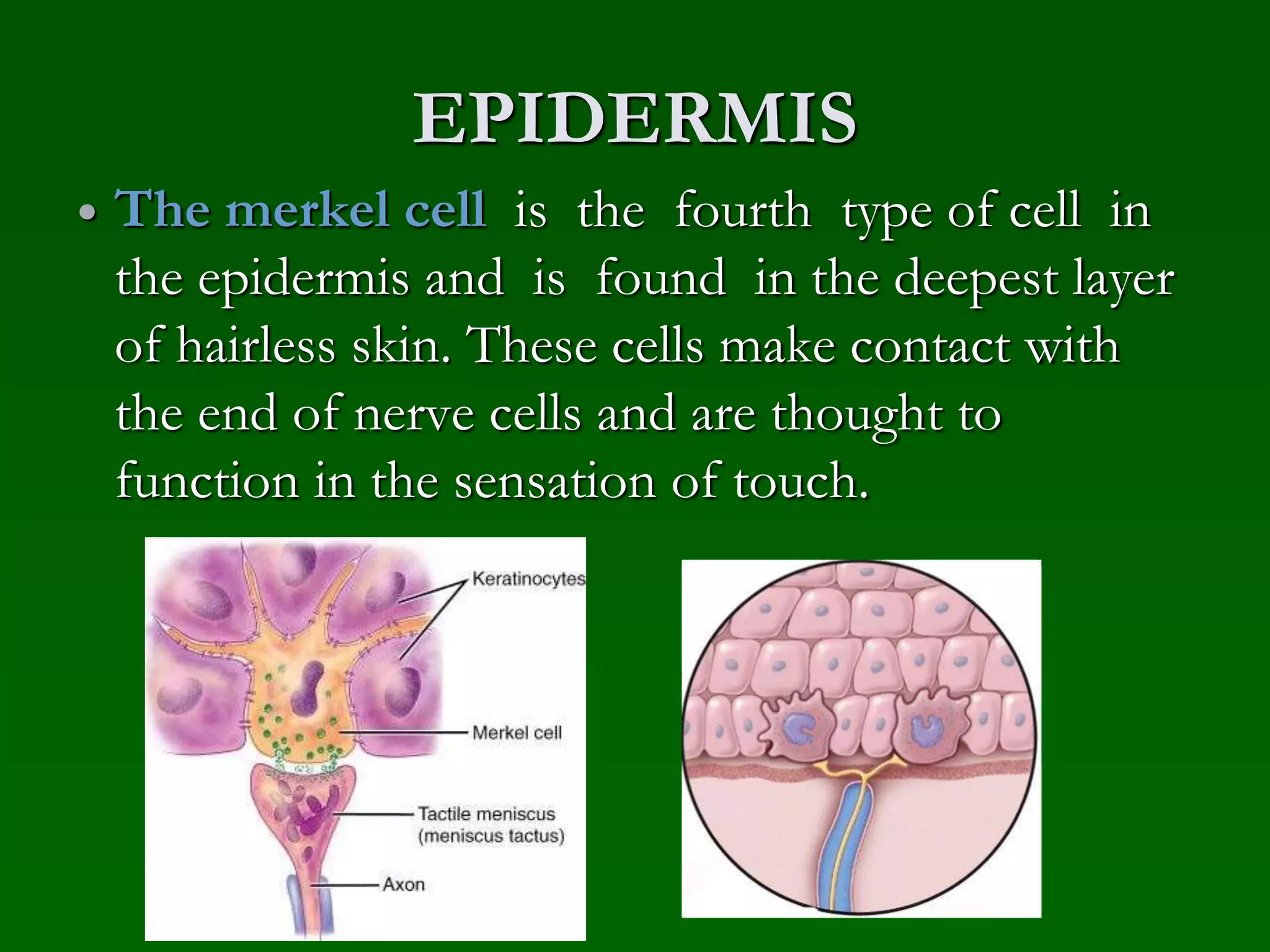 skin and appendages Histology | PPT