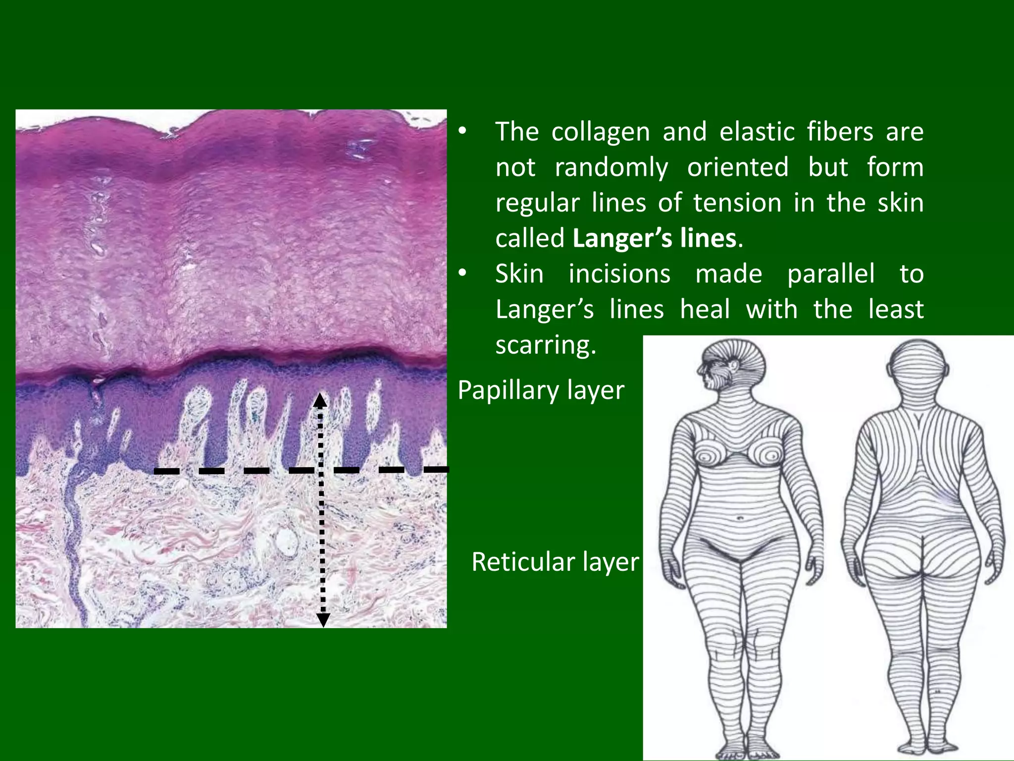 skin and appendages Histology | PPT